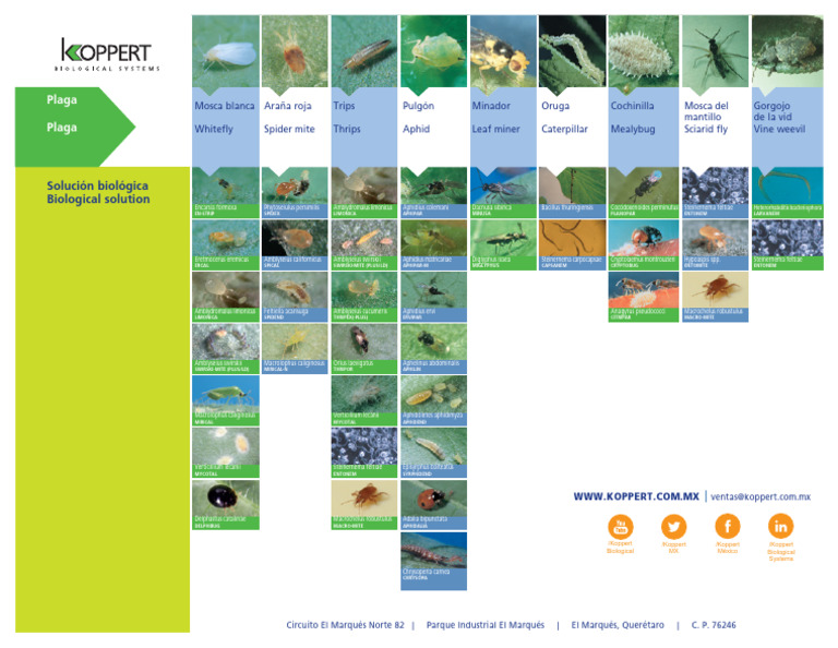 Poster Plagas | PDF | Insectos y humanos | Insectos