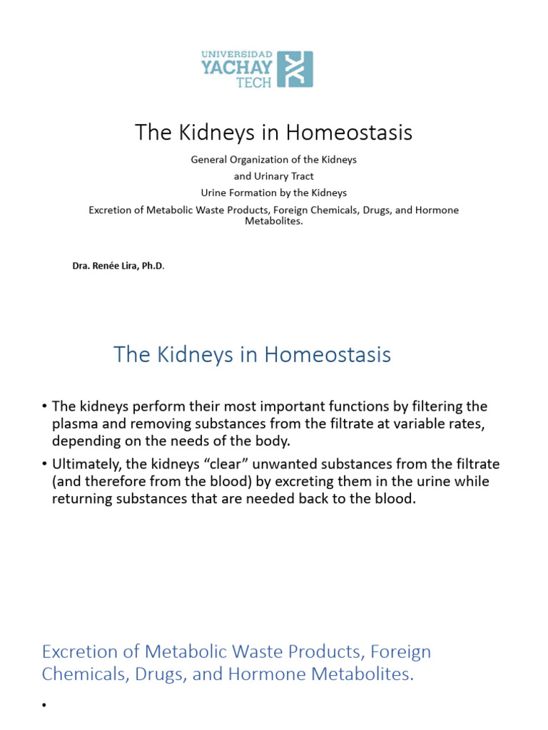 The Kidneys in Homeostasis | PDF | Kidney | Urinary System