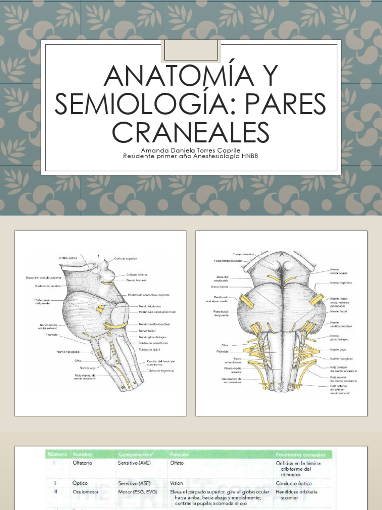 Anatomía y Exploración de Pares Craneales | PDF | Neuroanatomía ...