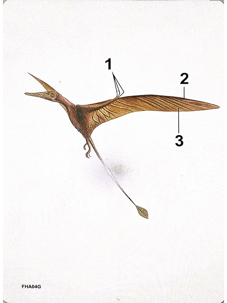 Analogous organs- Animals & Plants | PDF