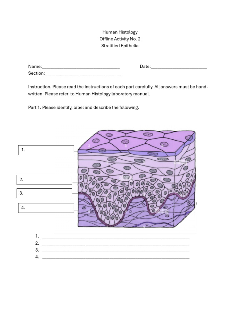 Histology Worksheet: Stratified Epithelia | PDF