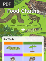 Food Chain Graphic Organizer | PDF | Foods