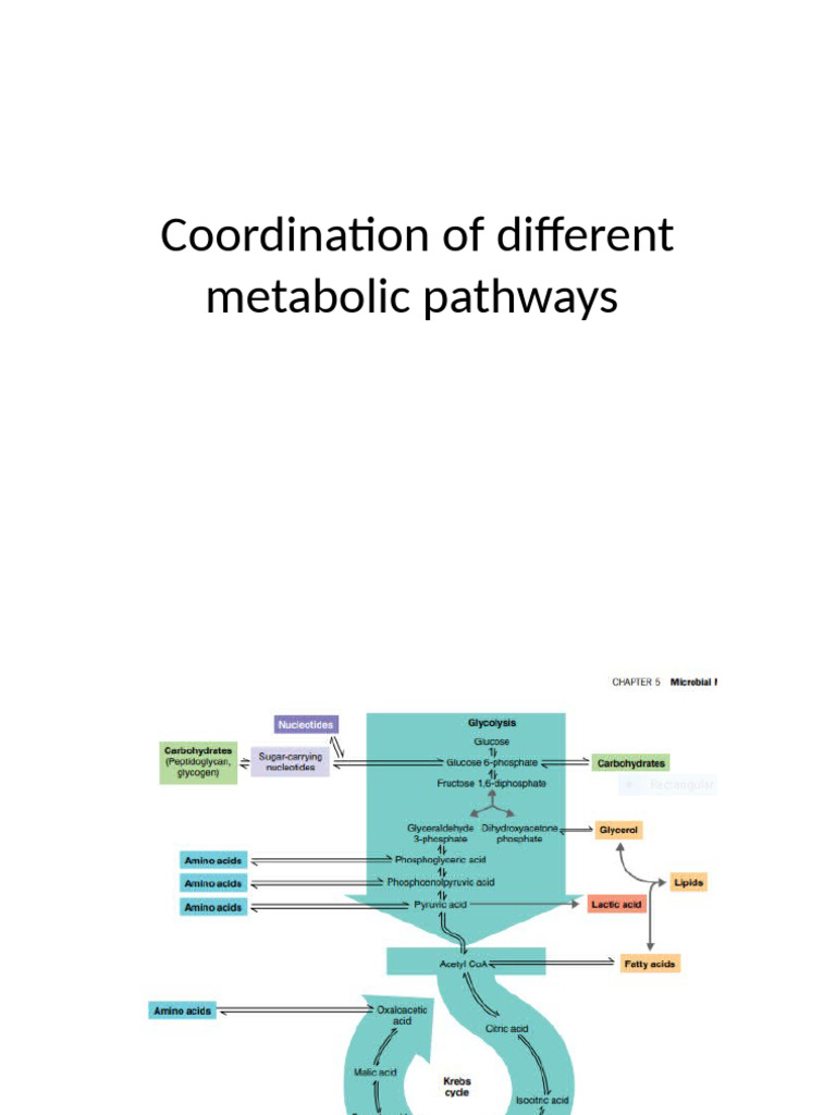 Coordination of Different Metabolic Pathways | PDF