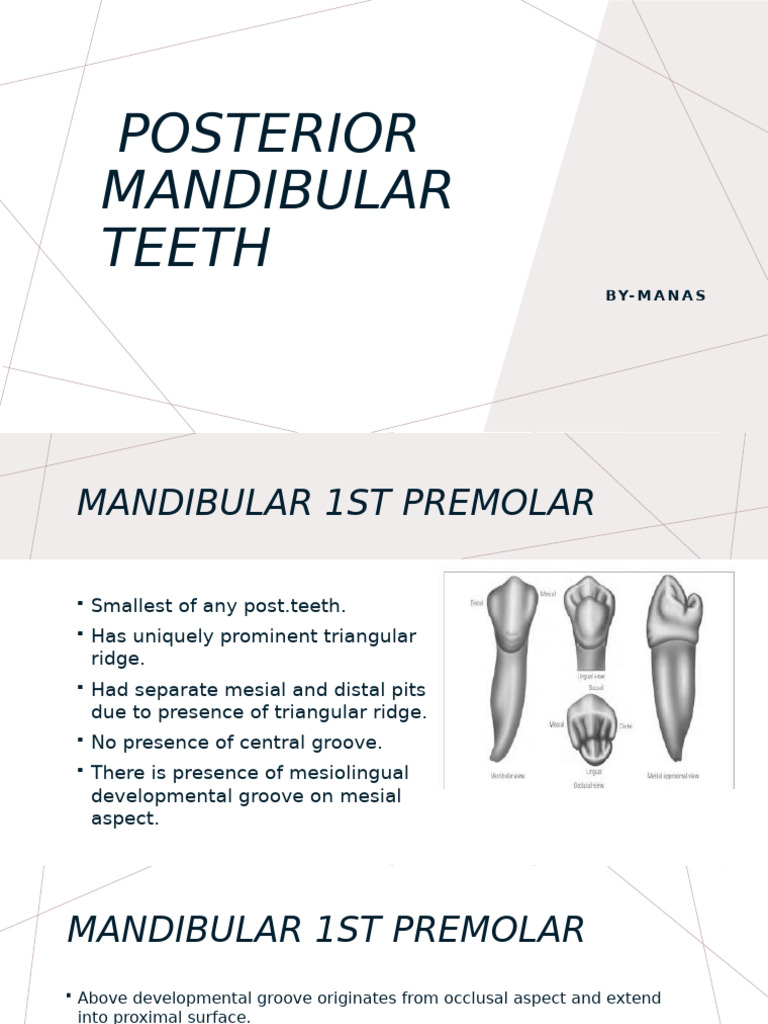 Anatomy of Mandibular Posterior Teeth | PDF | Dental Anatomy ...