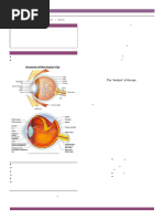 Understanding Normal Eye Anatomy | PDF | Facial Features | Eye