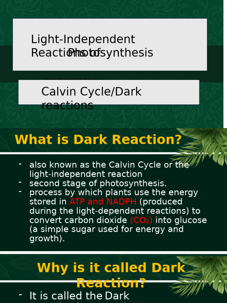 q1 Dark Reactions Students | PDF | Photosynthesis | Chemistry
