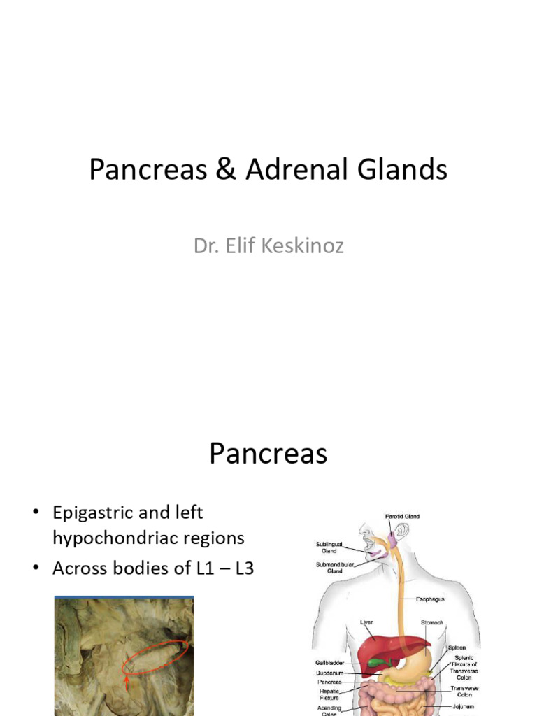 Anatomy of Pancreas & Adrenal Glands | PDF | Pancreas | Vein