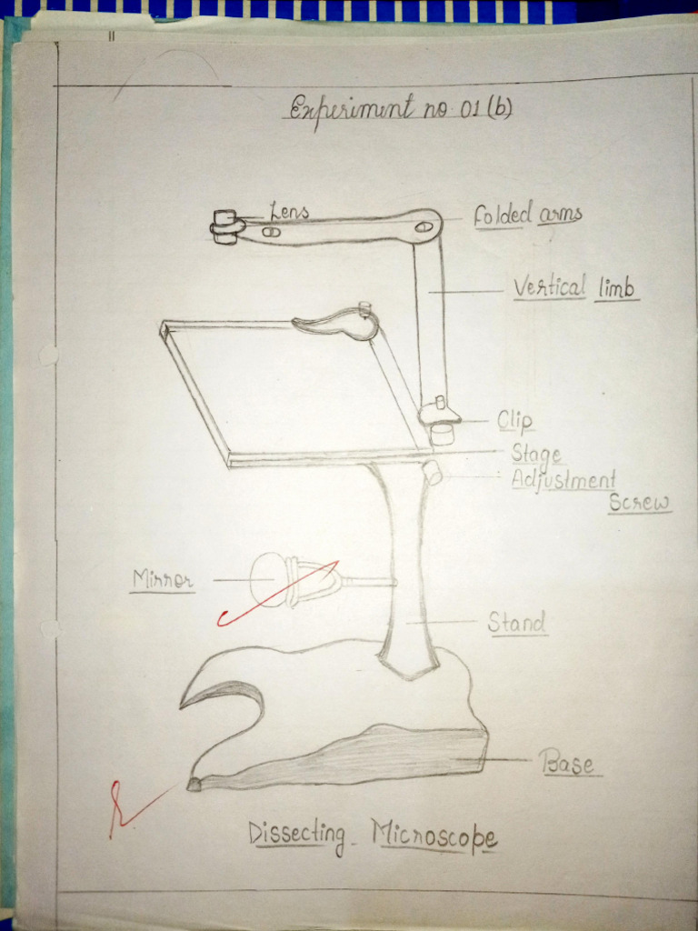 Study of Dissecting Microscope | PDF