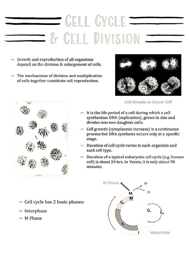 Cell Cycle and Division 11 | PDF