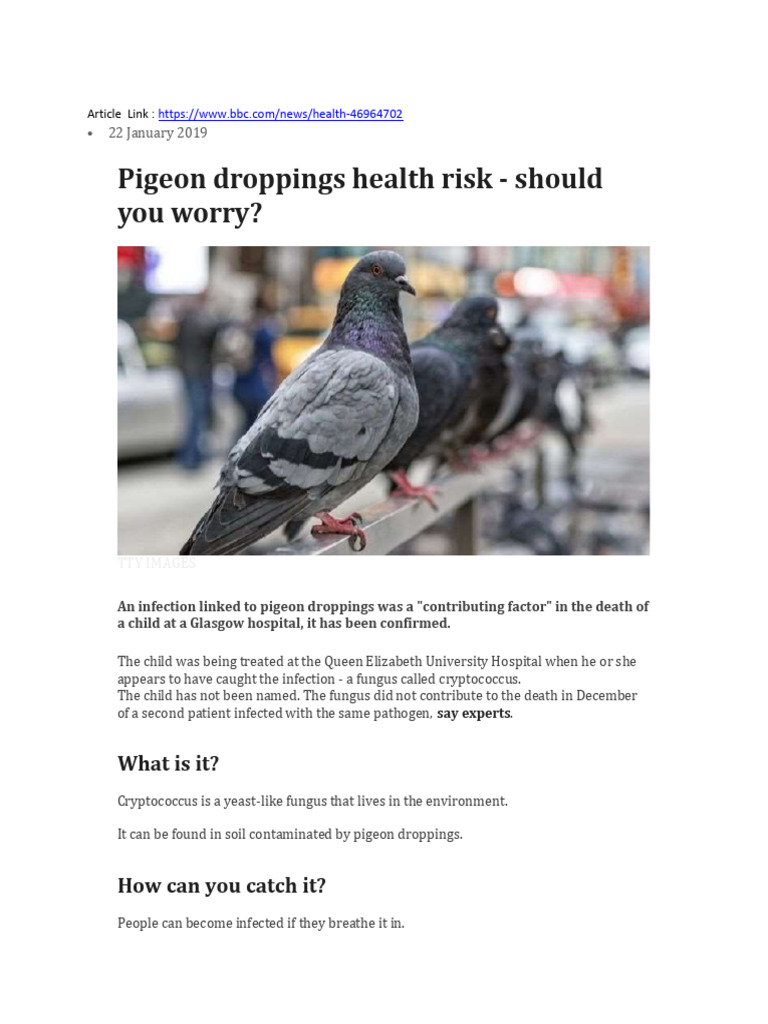 Pigeon Droppings: Health Risks Explained | PDF | Infection | Pathogen