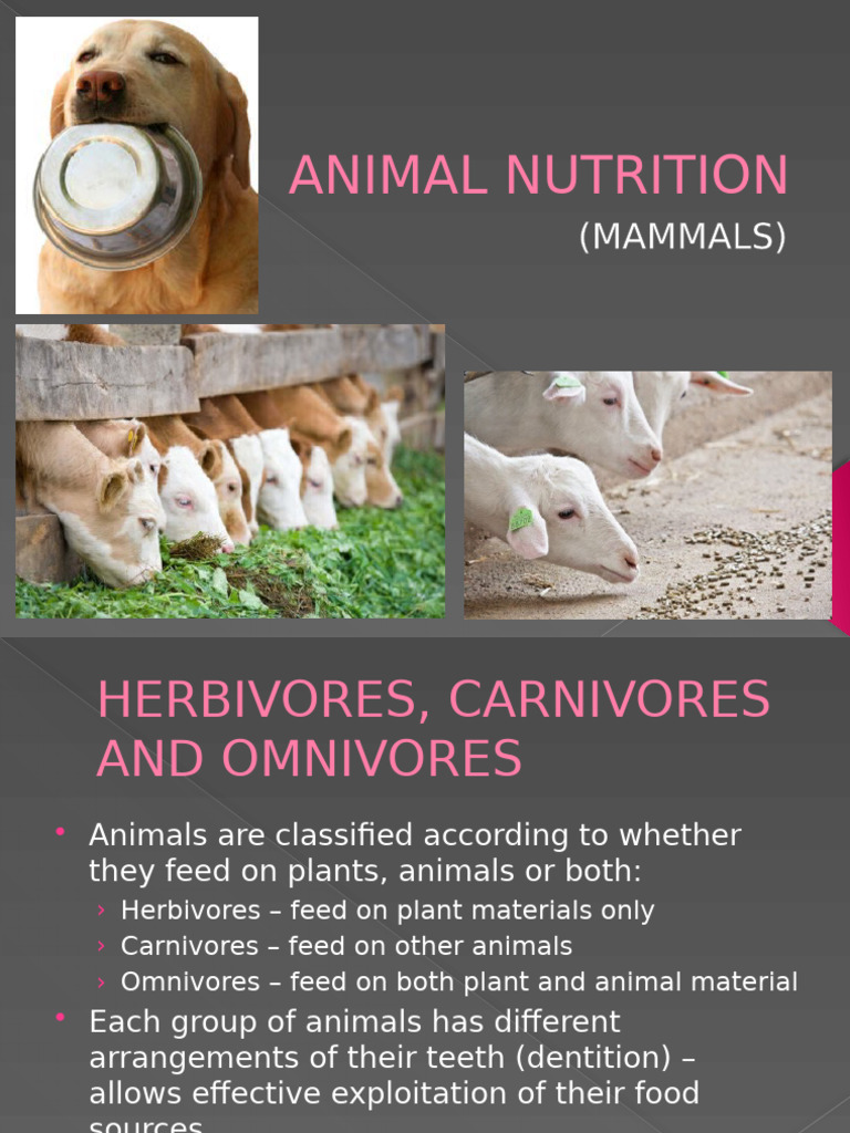 Unit 2 Animal Nutrition | PDF | Small Intestine | Digestion