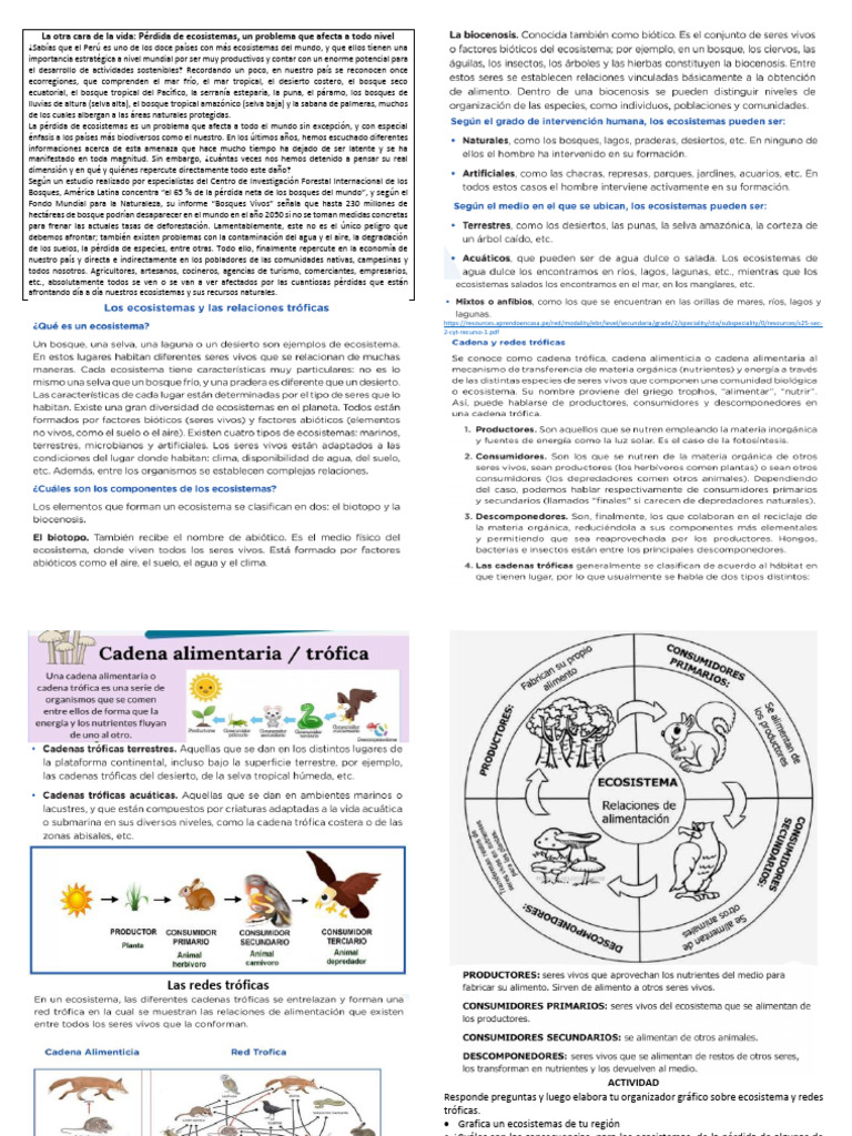 CyT Los Ecosistemas. Lectura | PDF | Los bosques | Selva