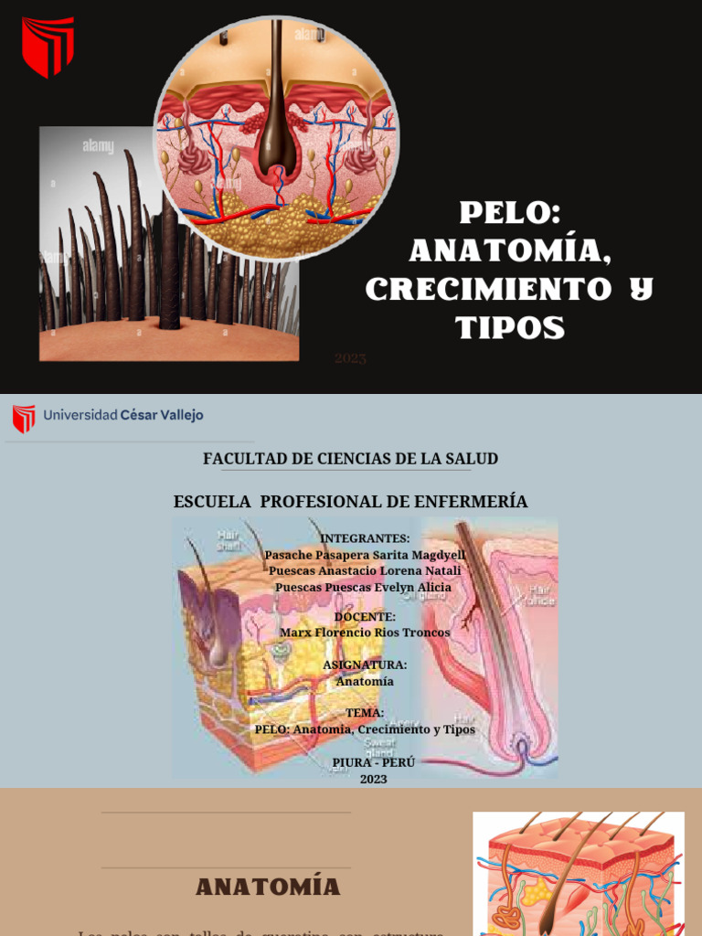 Presentacion El Pelo | PDF | Pelo | Piel