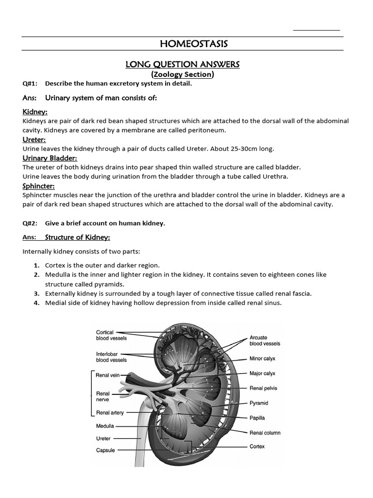 XII ZOO Chap 15 LOng Ques Ans | PDF | Kidney | Abdomen