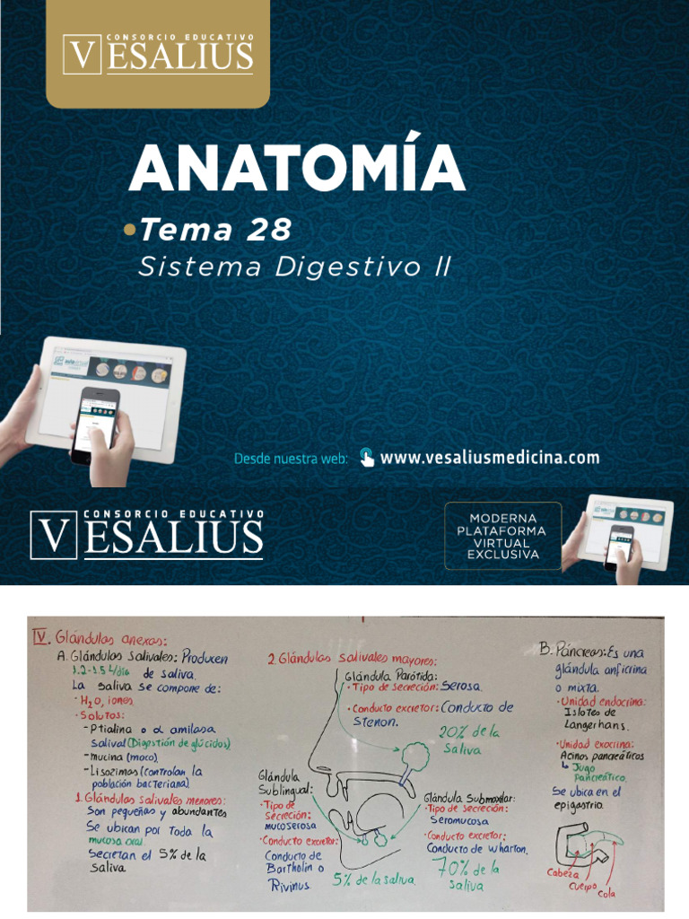 Anatomia 28 (Grupo 0) Tema Sistema Digestivo 2-Comprimido | PDF | Anatomía | Morfología (biología)