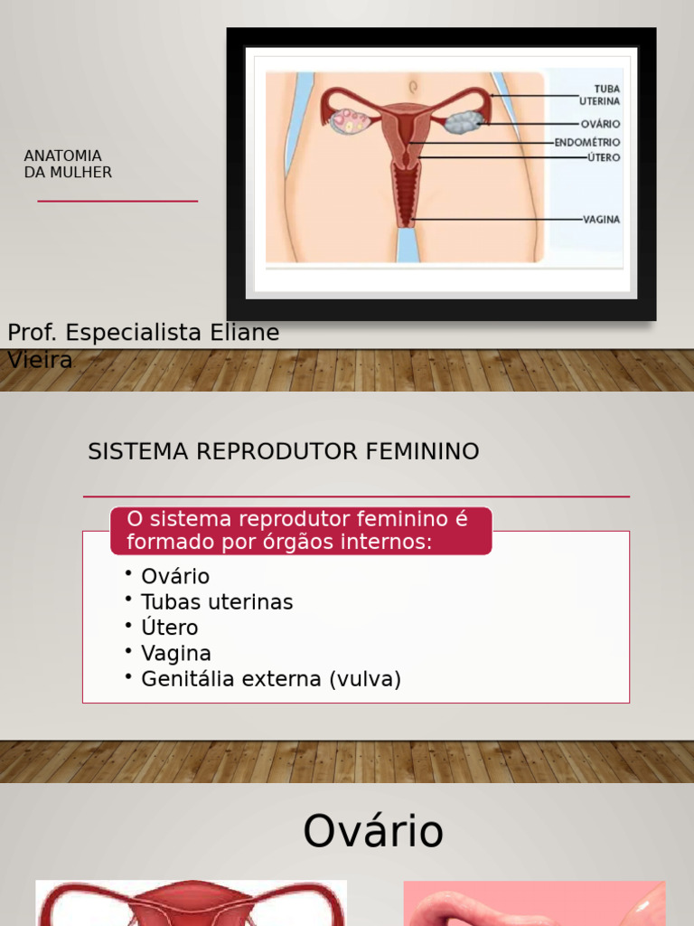 SLIDE ANATOMIA DA MULHER (2) | PDF | Vagina | Sistema reprodutivo de mamíferos