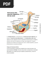 Aparato Reproductor del Pato: Anatomía y Función | PDF | Sistema ...