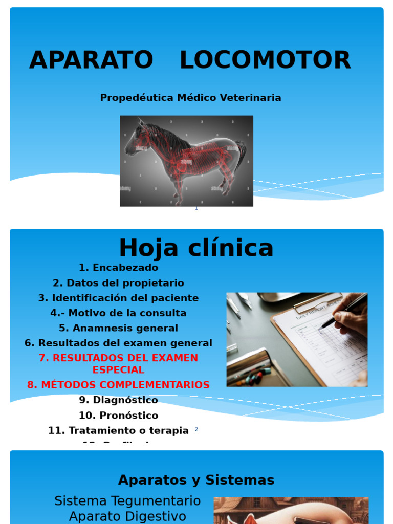 Exploración del Aparato Locomotor Veterinario | PDF | Sistema ...
