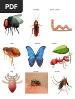 Vocabulario Insectos | PDF
