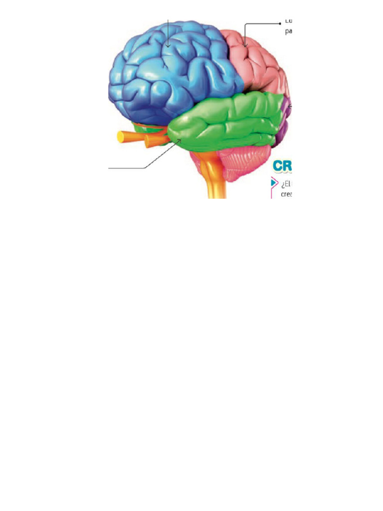 Imágen Del Cerebro de Bebé Iti | PDF