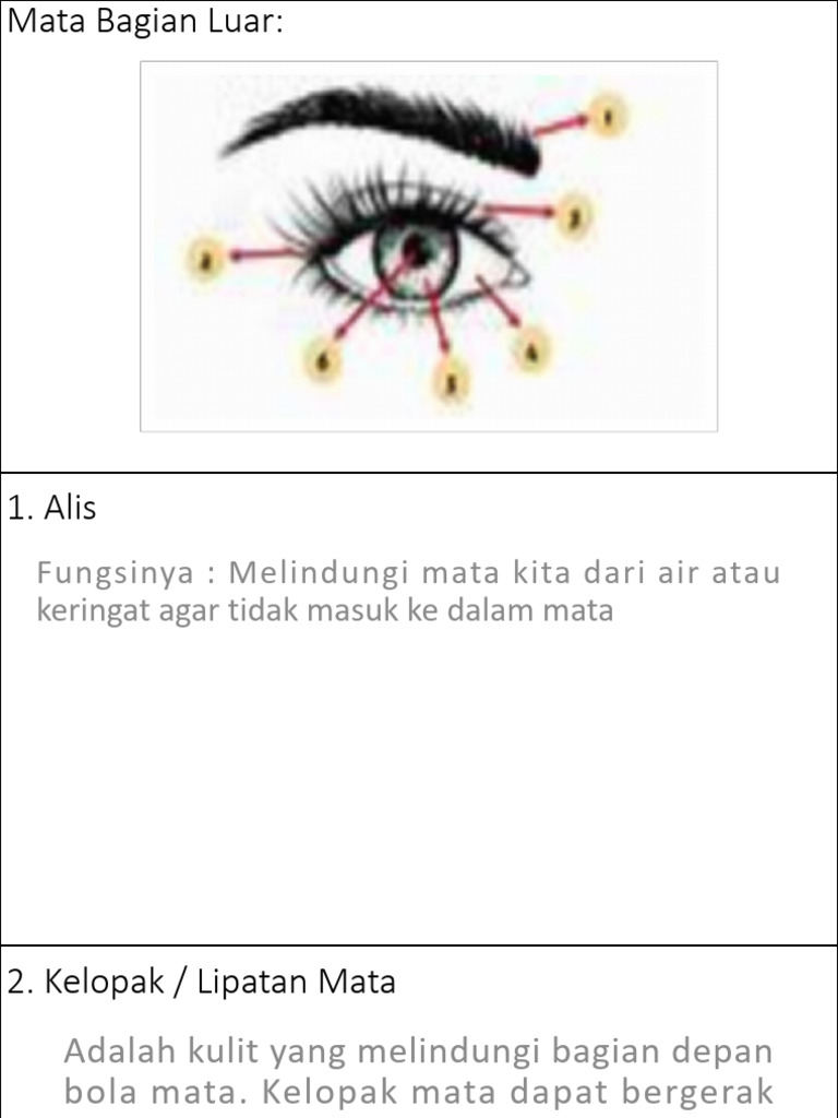 Bagian Mata Dan Fungsinya 2 | PDF