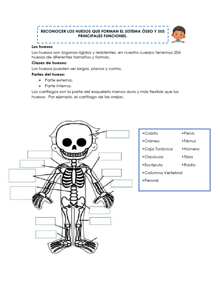 Actividades sobre el sistema óseo para niños | PDF | Esqueleto | Hueso