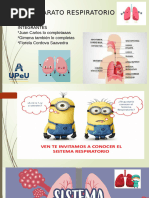 Anatomia de Via Aerea Inferior | PDF | Pulmón | Anatomía