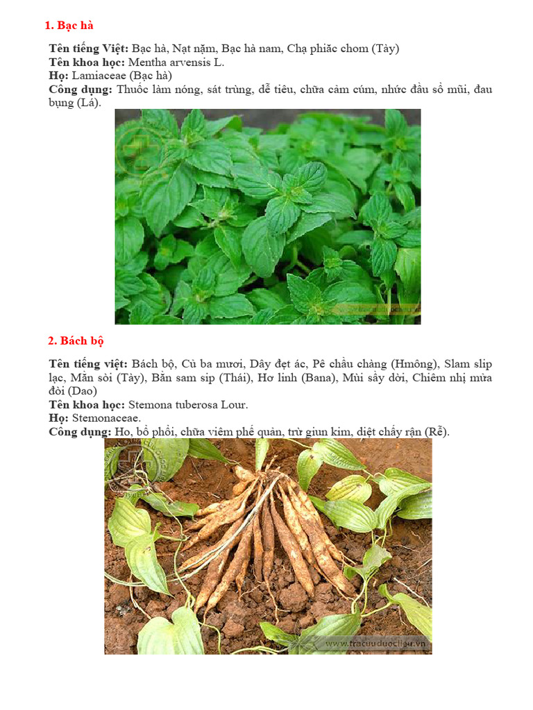 Cây thuốc Nam - 21.03.2025 | PDF