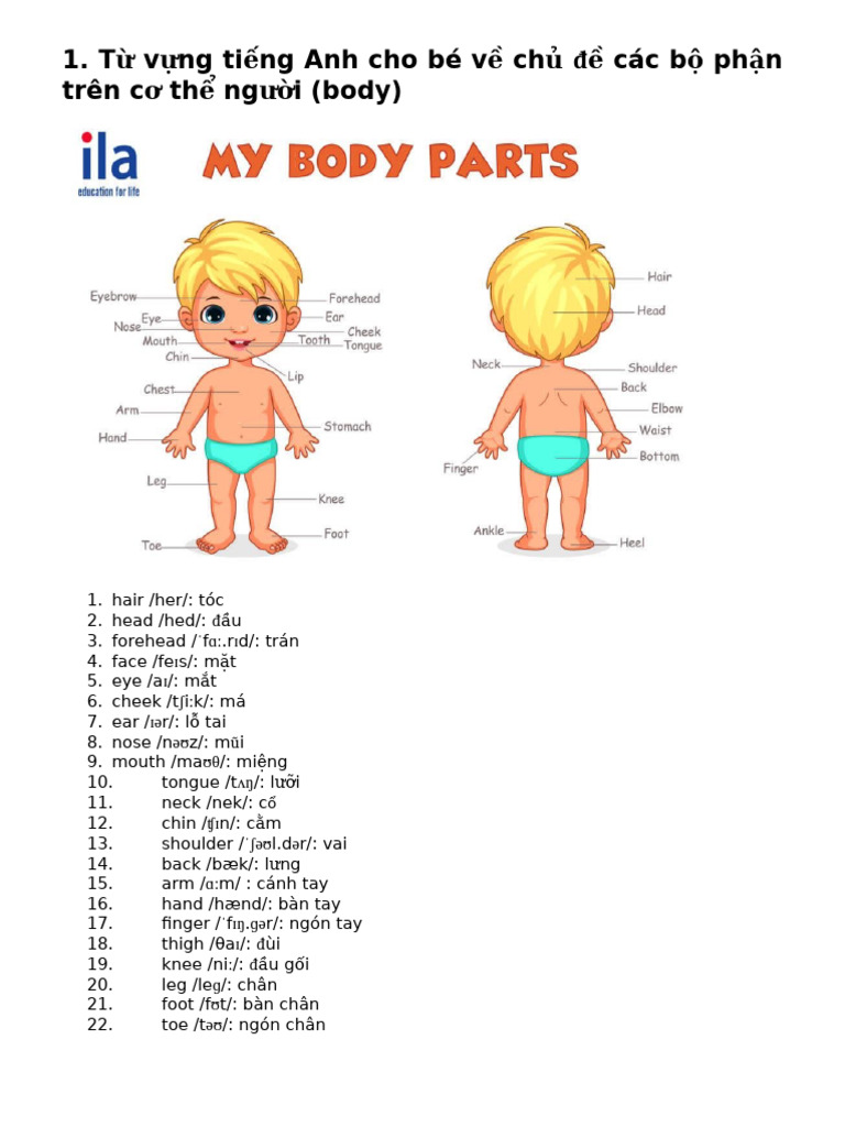 T V NG Ti NG Anh Cho Bé V CH Các B PH N Trên C TH NG I (Body) | PDF