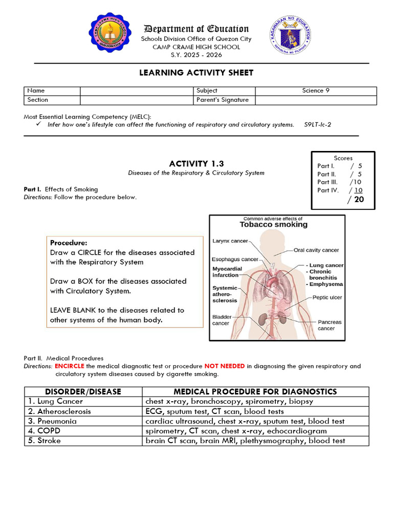 Respiratory & Circulatory Health Activities | PDF | Respiratory ...