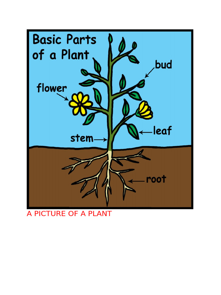 A Picture of A Plant | PDF