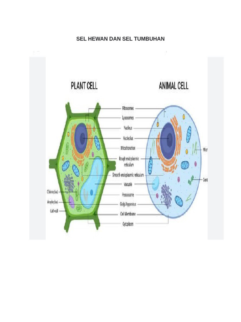 Sel Hewan Dan Sel Tumbuhan | PDF