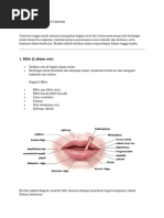 Struktur dan Fungsi Anatomi Mulut | PDF