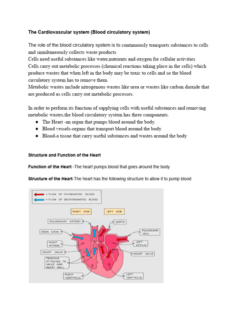 Biology - Cardiovascular System Notes | PDF | Heart | Heart Valve