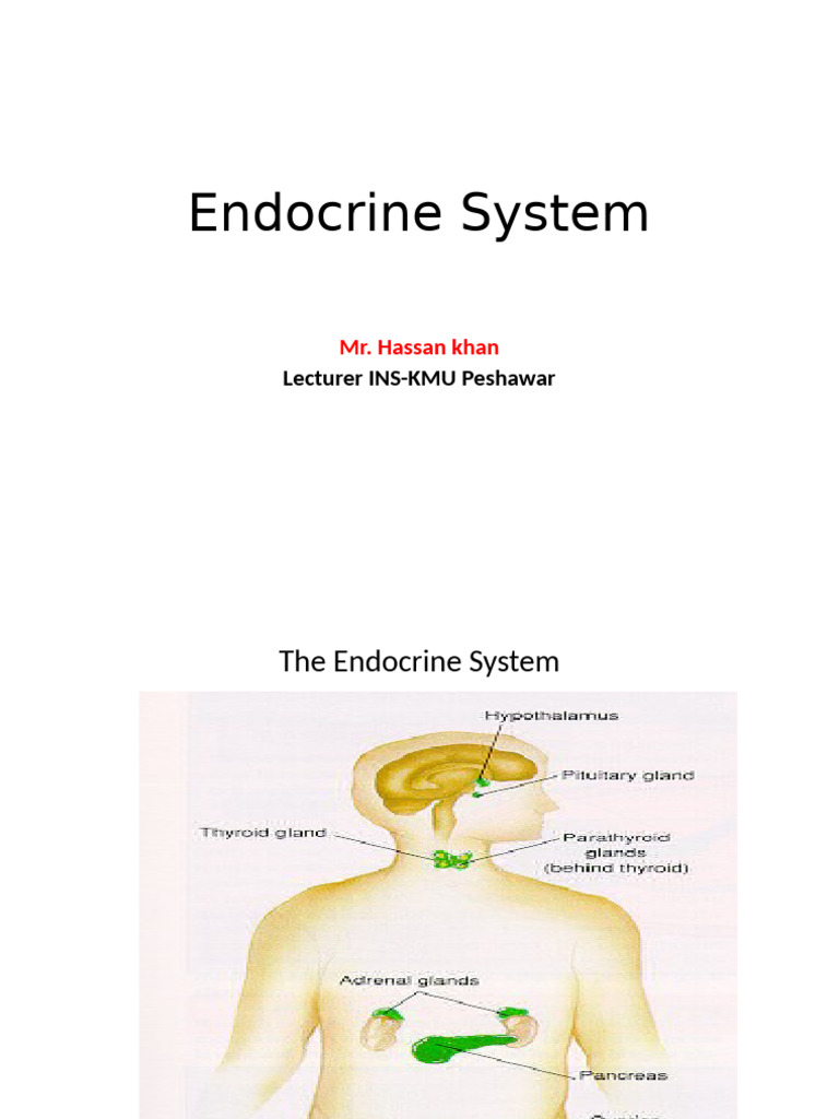 UNIT 2 Endocrine System | PDF | Adrenal Gland | Pituitary Gland