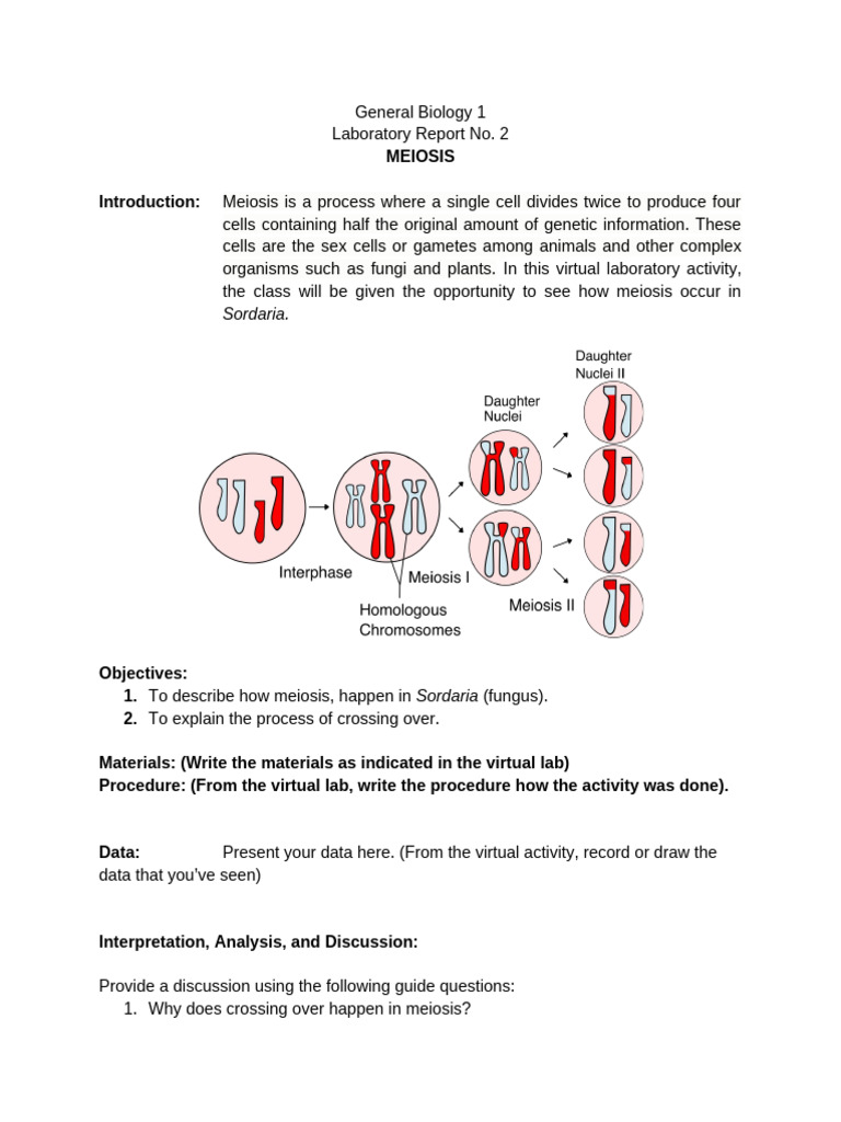 Laboratory Activity 2 (Meiosis) | PDF