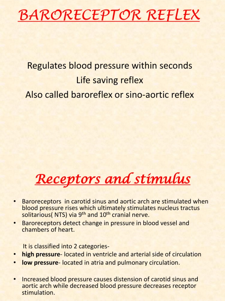Baroreceptor Reflex | PDF | Blood Pressure | Cardiovascular Physiology