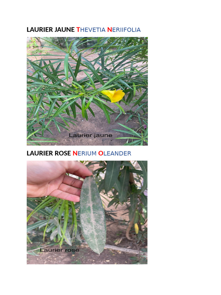 Laurier Jaune Thevetia Neriifolia | PDF