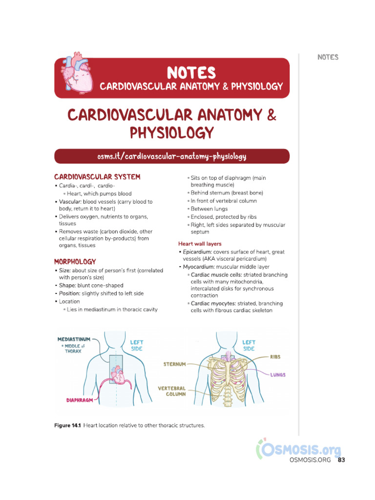Cardiovascular System Anatomy and Physiology - Video - Osmosis | PDF