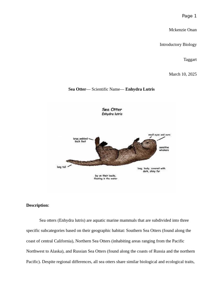 Sea Otter Biomes and Ecological Roles | PDF | Zoology | Biology