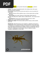 Raznovrsnost Dupljara-Prezentacija | PDF