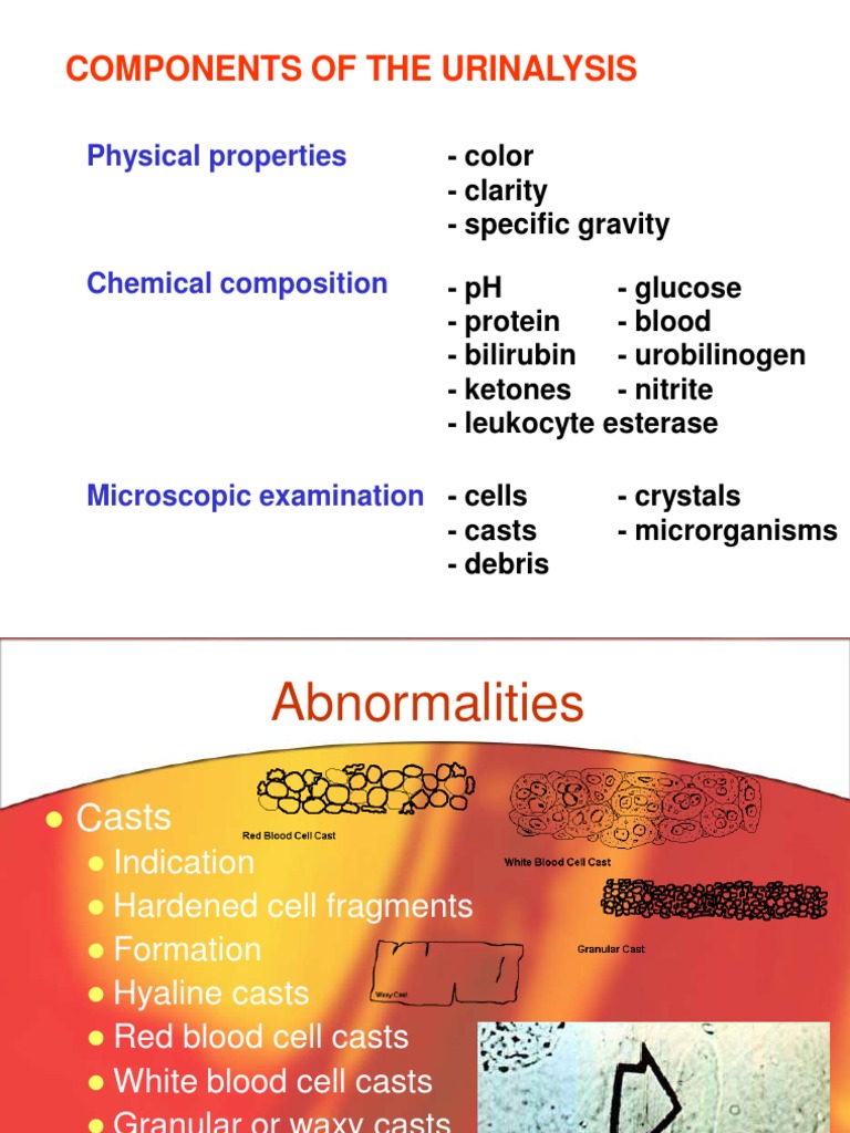 Urine Cast ดิว | PDF | Urinary System | Anatomy