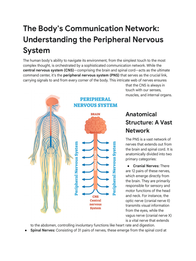 Understanding the Peripheral Nervous System | PDF | Nervous System | Nerve