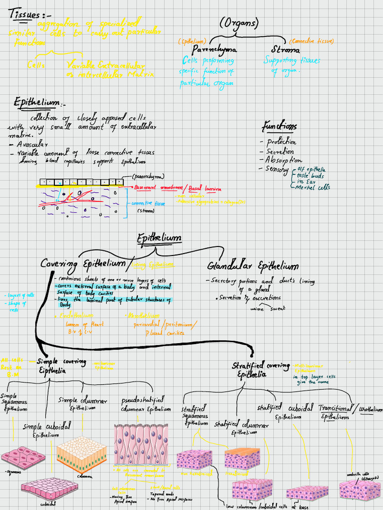 The Epithelium Tissue and The Cell Junctions | PDF | Cell Adhesion ...