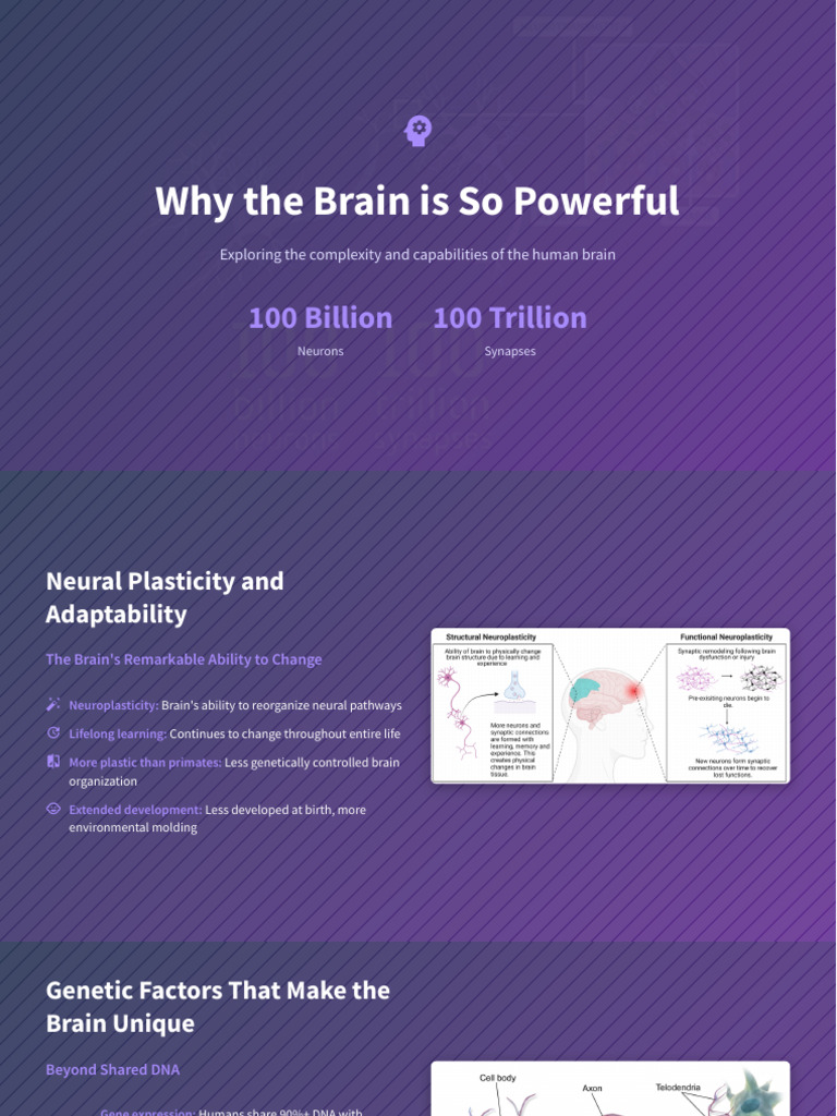 The Power of the Human Brain | PDF | Brain | Neuroplasticity