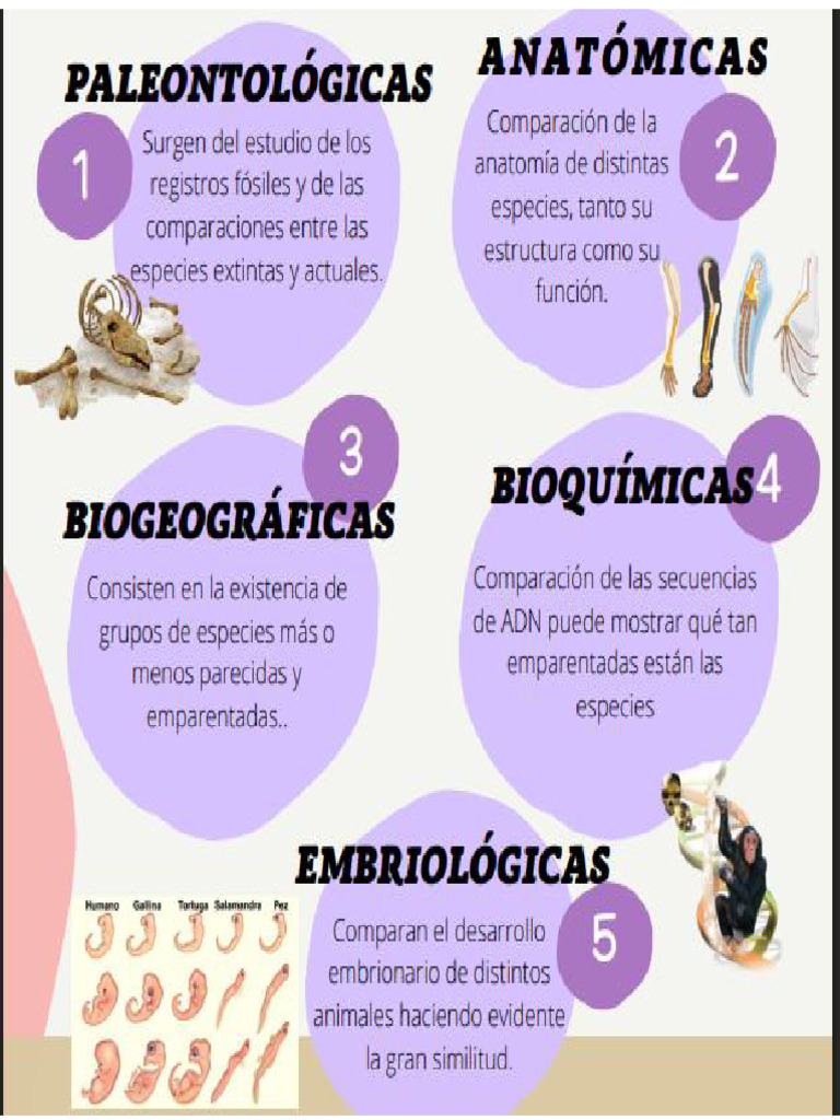 PRUEBAS DE LA EVOLUCIÓN | PDF