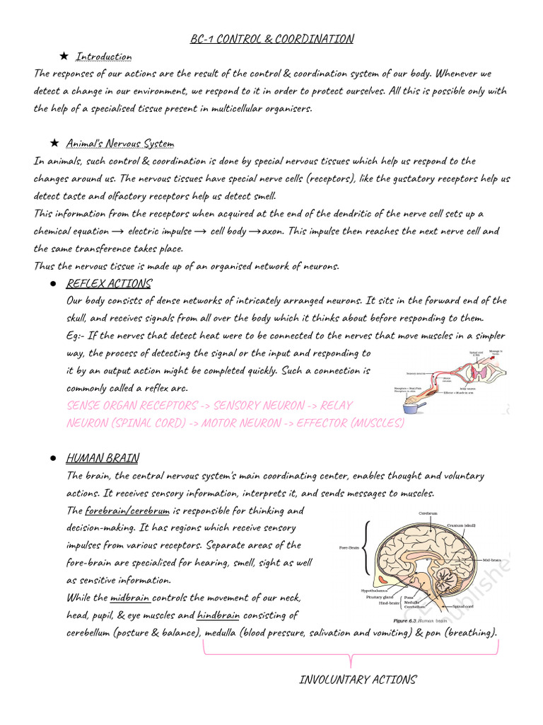 BC-2 CONTROL & COORDINATION | PDF | Nervous System | Neuron