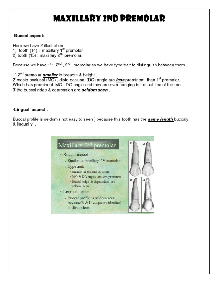 Maxillary 2nd Premolar: Smaller Less Seldom Seen | PDF | Mouth | Dentistry Branches
