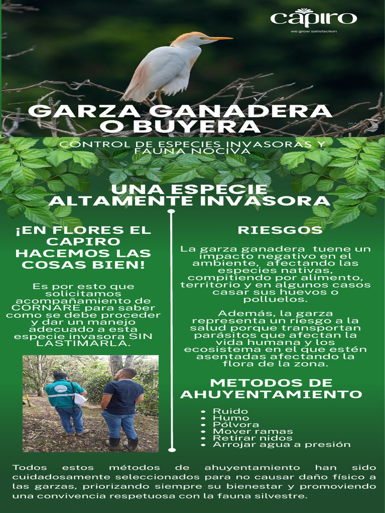 Impacto y Control de la Garza Ganadera | PDF