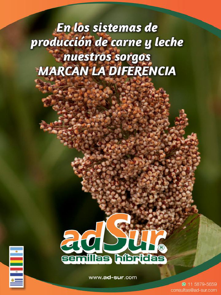 Folleto Digital | PDF